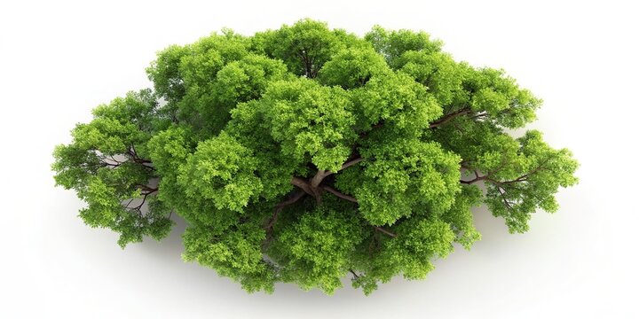 "Tree Top"-Bilder: Stock-Fotos & -Videos. | Adobe Stock