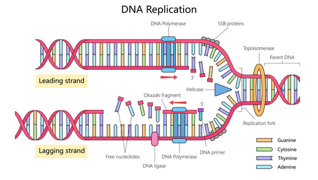 "Dna Polymerase" Images – Browse 728 Stock Photos, Vectors, and Video ...