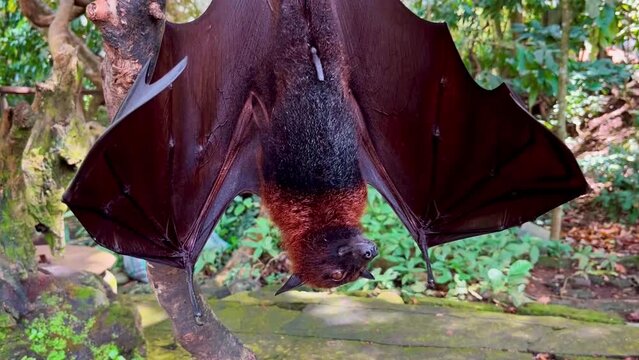 "Large Flying Fox" Images – Browse 851 Stock Photos, Vectors, and Video ...