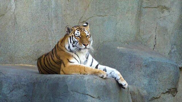 Sitting Tiger Images – Browse 38,128 Stock Photos, Vectors, and Video ...