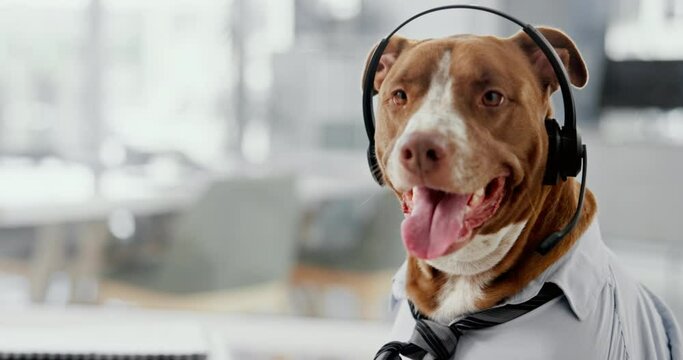 Headset Dog Imagens – Procure 8,442 fotos, vetores e vídeos | Adobe Stock