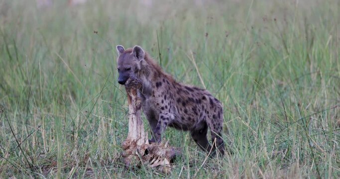 "Animal Carcass" Bilder – Durchsuchen 93,976 Archivfotos ...
