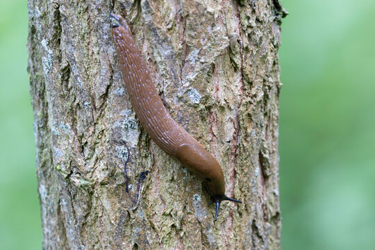 "Arion Rufus" Images – Browse 1,126 Stock Photos, Vectors, and Video ...