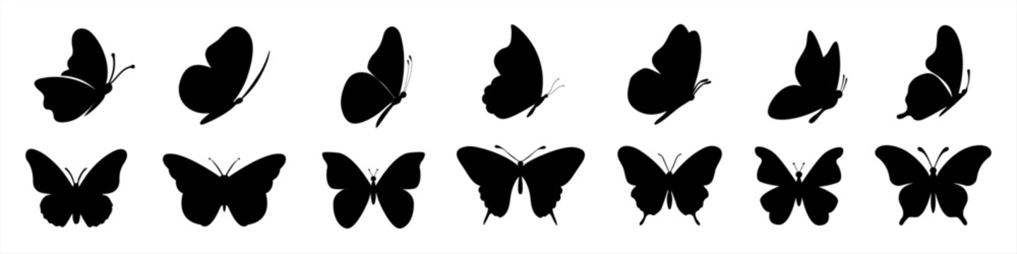 Design Insect Animal Images – Browse 617,054 Stock Photos, Vectors, and ...