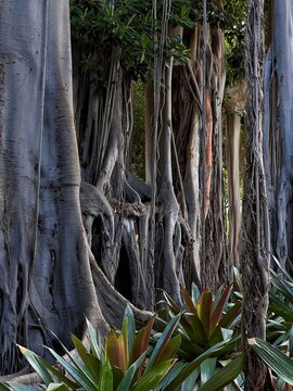 "Prop Roots" Images – Browse 421 Stock Photos, Vectors, and Video ...