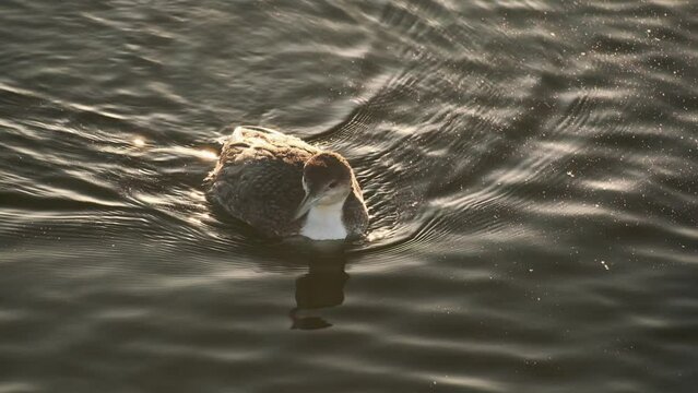 "Common Loon" Images – Browse 2,869 Stock Photos, Vectors, and Video ...