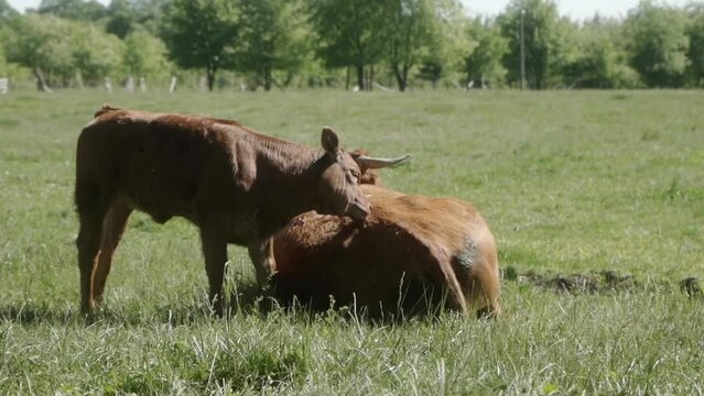 Mom And Baby Cow Images – Browse 2,665 Stock Photos, Vectors, and Video ...