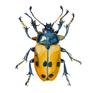 Beetle Images – Browse 128,465 Stock Photos, Vectors, and Video | Adobe ...