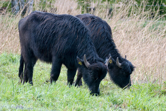 "Water Ox"-Bilder: Stock-Fotos & -Videos. | Adobe Stock