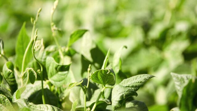 "Common Bean" Images – Browse 80,992 Stock Photos, Vectors, and Video ...