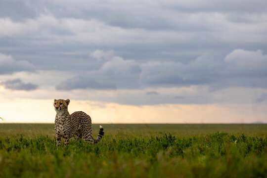 «Cavan Images» — фотографии, изображения, ресурсы | Adobe Stock