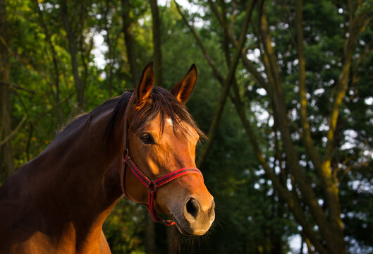 Koni-Bilder: Stock-Fotos & -Videos. | Adobe Stock