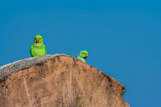 Indian Parrot Images – Browse 5,989 Stock Photos, Vectors, and Video ...