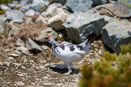 รูปภาพTarmigan – เลือกดูภาพถ่ายสต็อก เวกเตอร์ และวิดีโอ4,865 | Adobe Stock