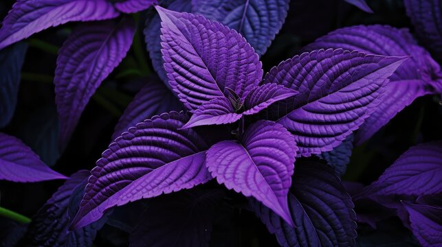 Purple Weed Images – Browse 1,363,748 Stock Photos, Vectors, and Video ...