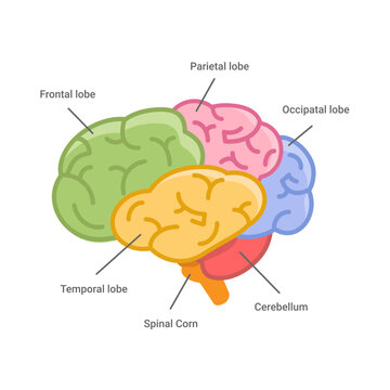 Brain Lobes Infographic Images – Browse 1,243 Stock Photos, Vectors ...