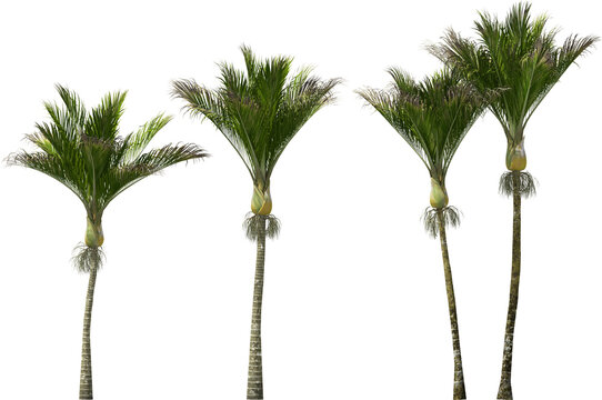 "Nikau Palm" Images – Browse 430 Stock Photos, Vectors, and Video ...