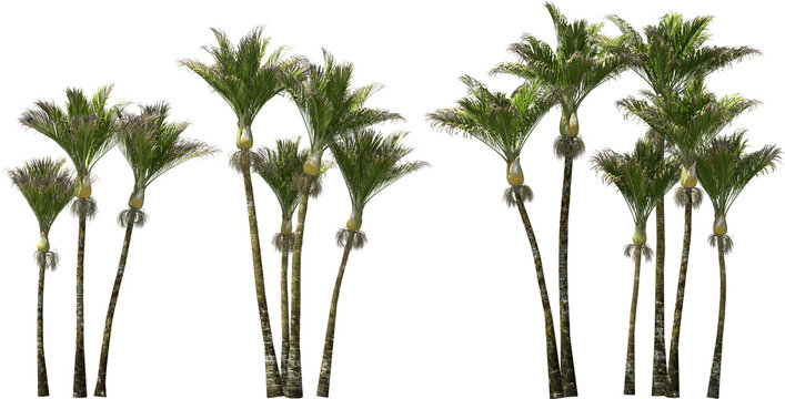 "Nikau Palm" Images – Browse 360 Stock Photos, Vectors, and Video ...
