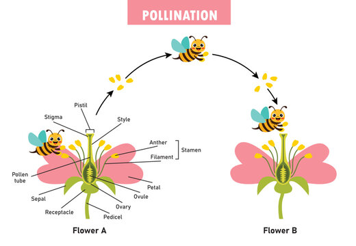 Cross-Pollination Images – Browse 1,097 Stock Photos, Vectors, and ...