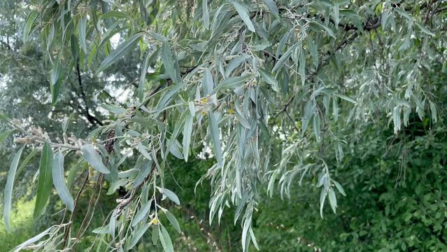 "Wild Olive" Images – Browse 1,907 Stock Photos, Vectors, and Video ...