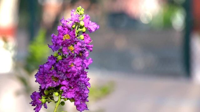 รูปภาพCrape-Myrtle – เลือกดูภาพถ่ายสต็อก เวกเตอร์ และวิดีโอ7,211 ...