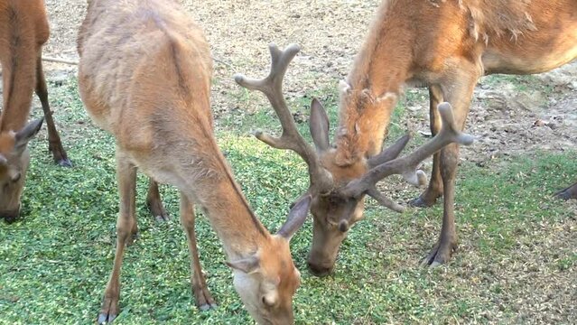 "Parc Omega"-Bilder: Stock-Fotos & -Videos. | Adobe Stock
