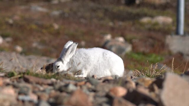 "Polar Rabbit" Images – Browse 1,095 Stock Photos, Vectors, and Video ...