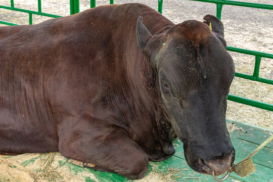 "Animals Breeding" Images – Browse 257 Stock Photos, Vectors, and Video ...