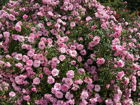 Wander Images – Browse 904,385 Stock Photos, Vectors, and Video | Adobe ...