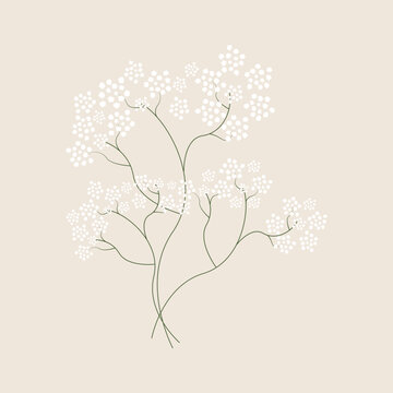 Gypsophila Vector Images – Browse 2,809 Stock Photos, Vectors, and ...