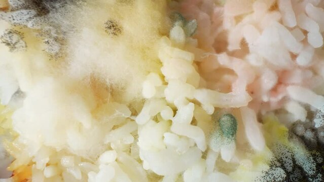 Mold Texture Images – Browse 172,471 Stock Photos, Vectors, and Video ...