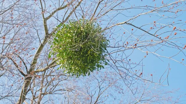 "Parasitic Plant"-Bilder: Stock-Fotos & -Videos. | Adobe Stock
