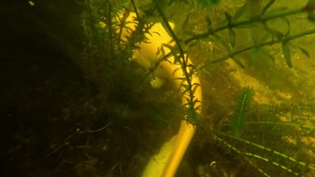 "Wels Catfish" Imagens – Procure 2,346 fotos, vetores e vídeos | Adobe ...