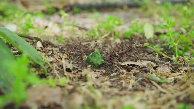 Order Forms Images – Browse 60,562 Stock Photos, Vectors, and Video | Adobe Stock