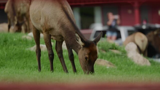 Roam Images – Browse 871,577 Stock Photos, Vectors, and Video | Adobe Stock