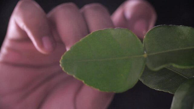 "Lime Leaf" Images – Browse 2,788 Stock Photos, Vectors, and Video ...