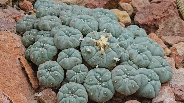 "Peyote Cactus" Images – Browse 9,766 Stock Photos, Vectors, and Video ...