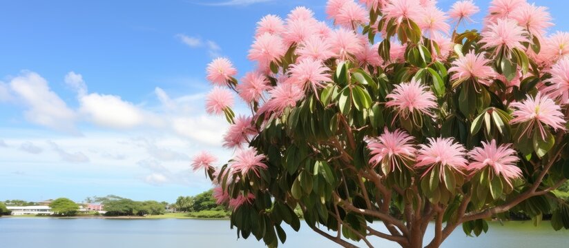 "Fish Poison Tree" Images – Browse 943 Stock Photos, Vectors, and Video ...