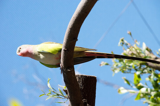 "Princess Parrot" Images – Browse 156 Stock Photos, Vectors, and Video ...