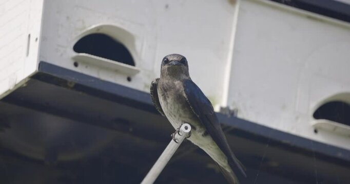 "Purple Martin" Images – Browse 572 Stock Photos, Vectors, and Video ...