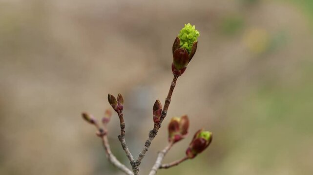 "Tree Bud" Images – Browse 682 Stock Photos, Vectors, and Video | Adobe ...