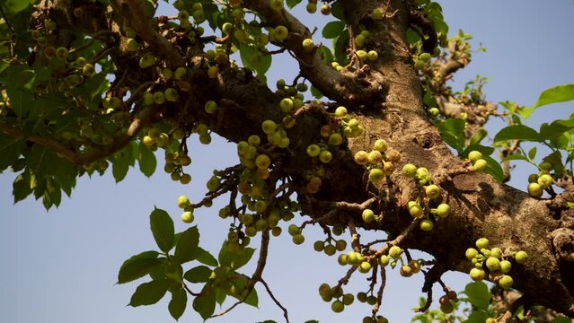"Ficus Racemosa" Images – Browse 710 Stock Photos, Vectors, and Video ...