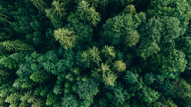 「Forrest Texture」の写真素材 | 10,267件の無料イラスト画像 | Adobe Stock