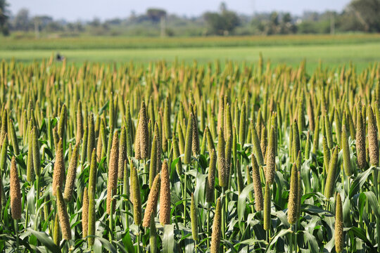 Bajra Images – Browse 2,103 Stock Photos, Vectors, and Video | Adobe Stock