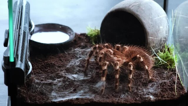 Venom Images – Browse 115,956 Stock Photos, Vectors, and Video | Adobe ...