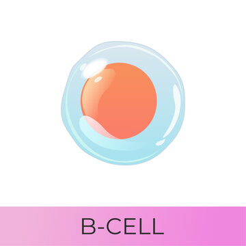 "B Cell"-Bilder: Stock-Fotos & -Videos. | Adobe Stock
