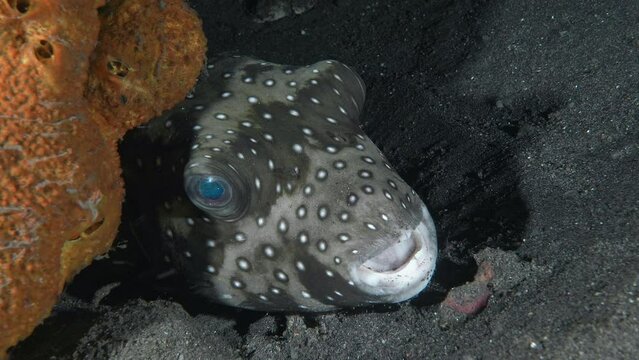 "Spot Fish" Images – Browse 695 Stock Photos, Vectors, and Video ...