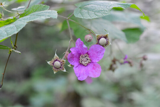 "Flowering Raspberry" Images – Browse 166 Stock Photos, Vectors, and ...