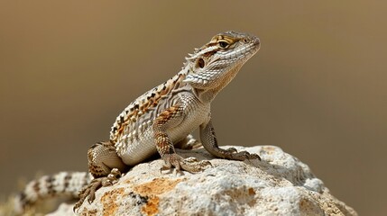 10+ Free Lizard Scales Pictures | Free HD Downloads - Pikwizard