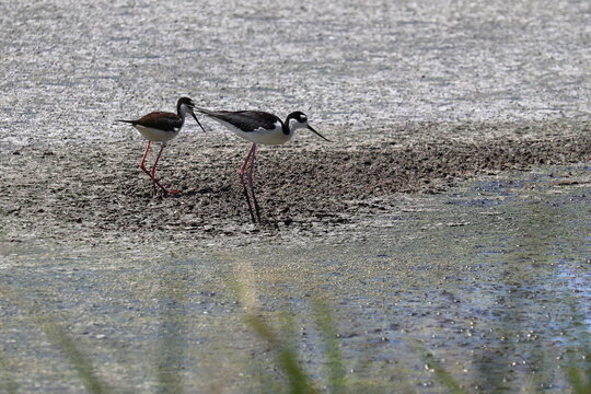 「Torpedo-Shaped」の写真素材 | 144件の無料イラスト画像 | Adobe Stock